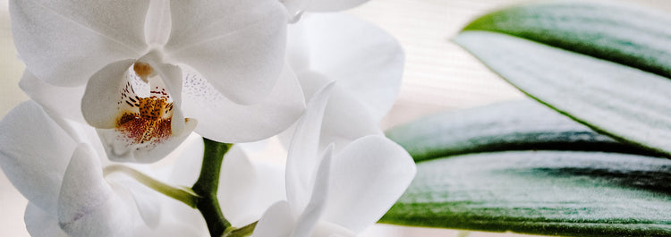 Plants Delivery Sheboygan | Caan Floral & Greenhouses Llc–Caan Floral ...